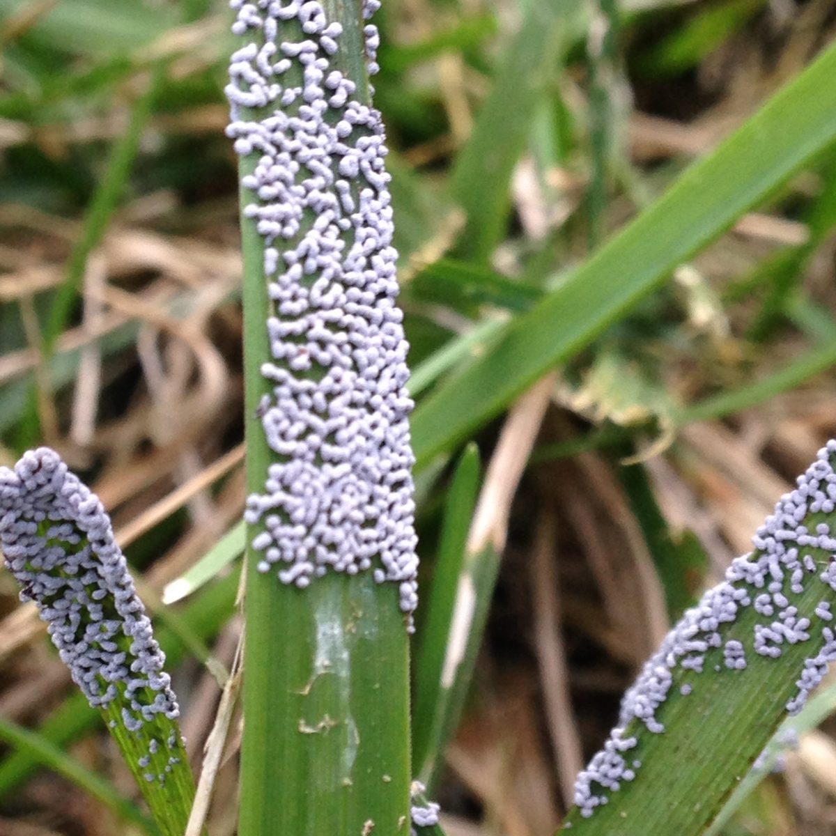 Scary Lawn Issues - Advanced Turf Solutions