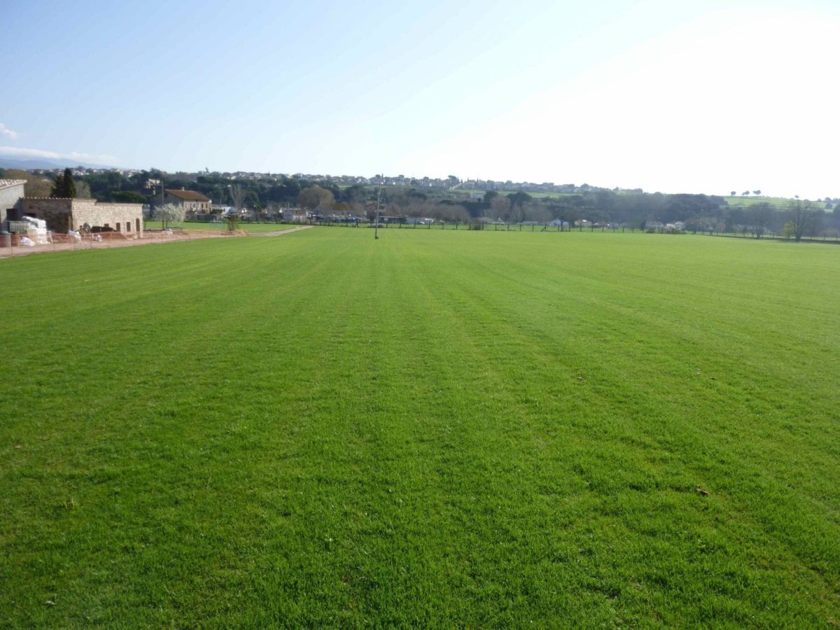 Bermuda And Bluegrass Is This A Viable Option - Advanced Turf Solutions