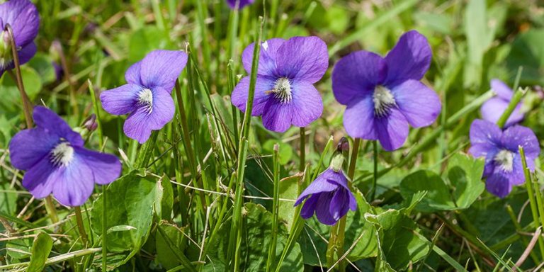 Hard to Kill: Wild Violet - Advanced Turf Solutions