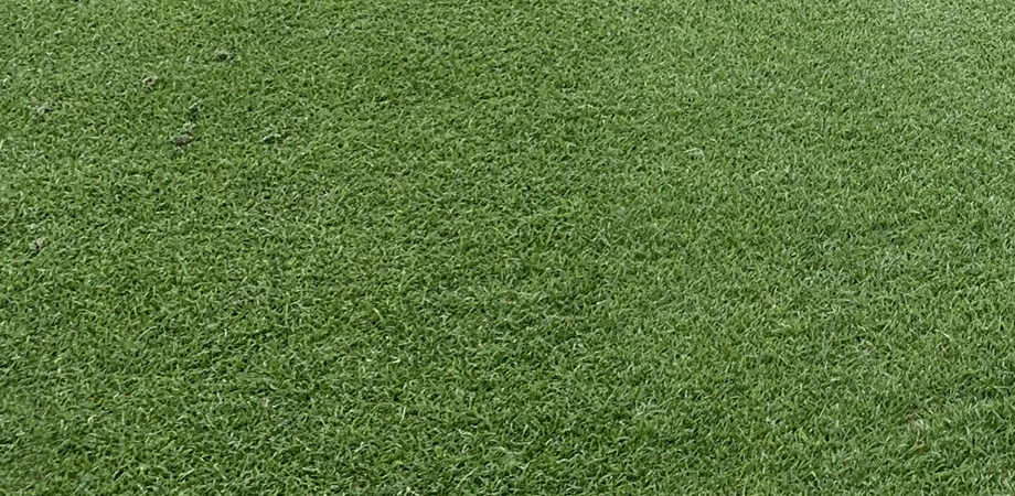 Fall and Winter Poa annua Control in Zoysia - Advanced Turf Solutions