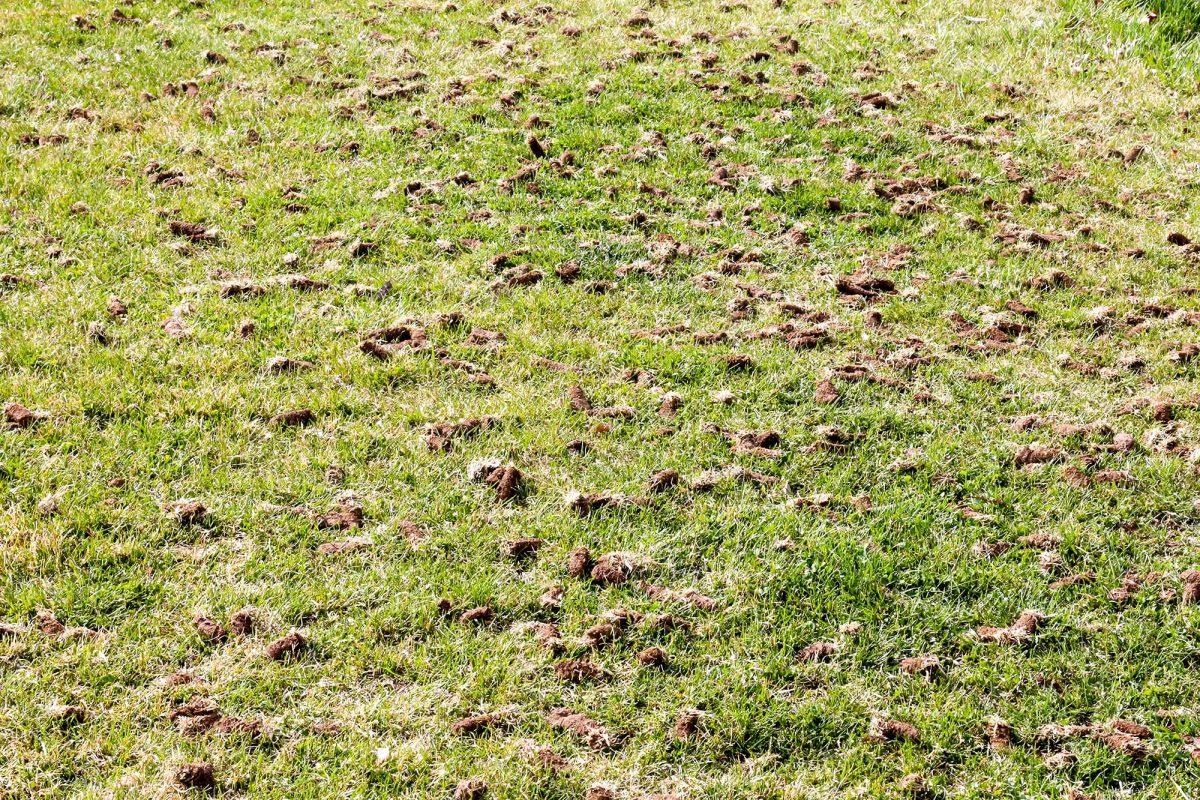 5 Best Practices For Golf Course Aeration - Advanced Turf Solutions