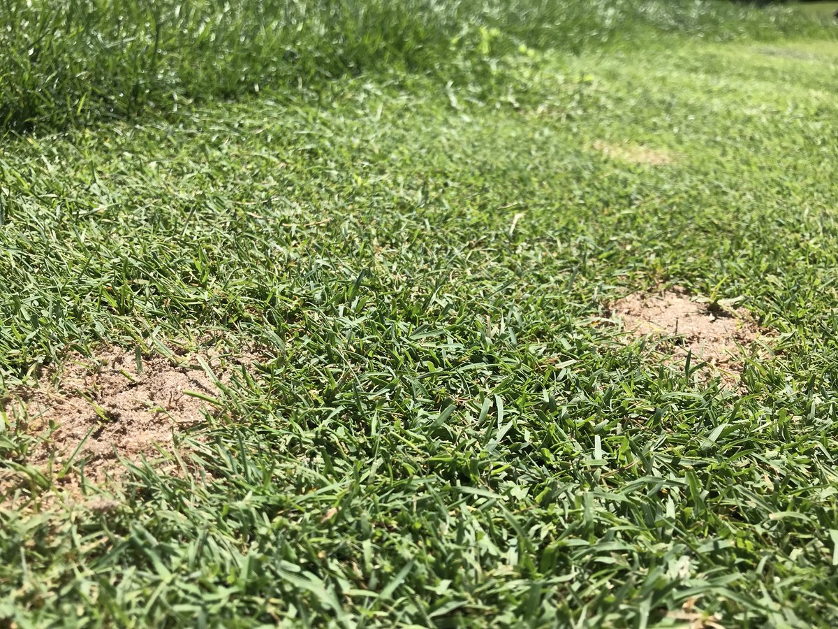 Keeping Ant Mounds at Bay: A Guide to Preserving Putting Greens and ...