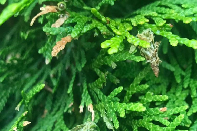 Bagworms: What They are and How to Treat for Them - Advanced Turf Solutions