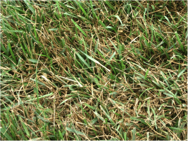 FMC Q&A for Dollar Spot and Brown Patch - Advanced Turf Solutions