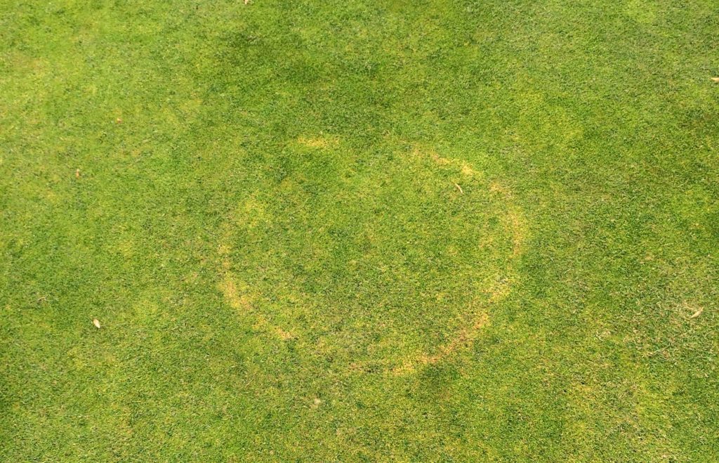 Brown Patch: Symptoms and Control - Advanced Turf Solutions