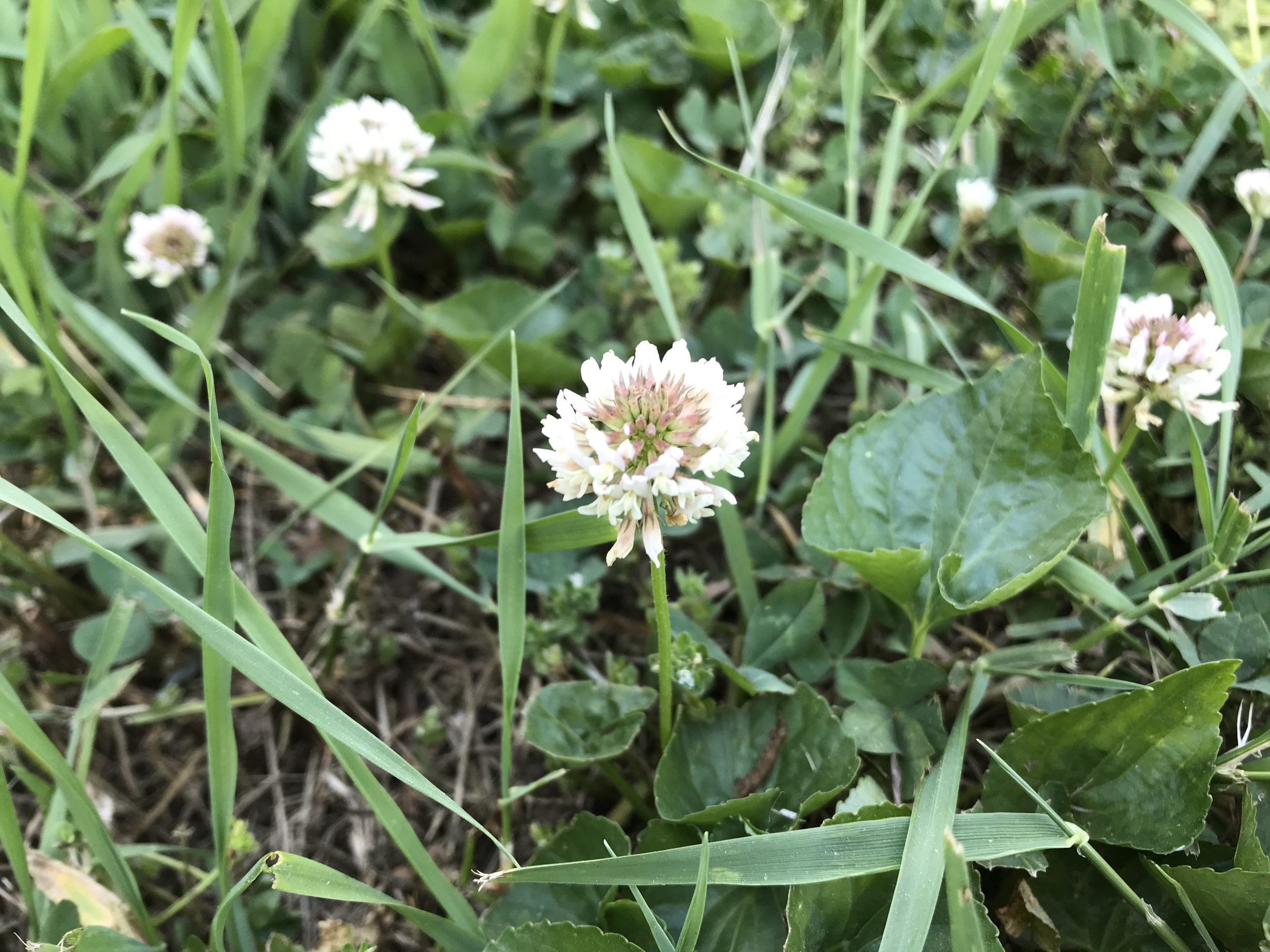 Fall Broadleaf Weed Control Strategy - Advanced Turf Solutions