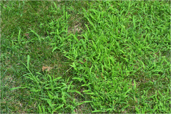 How to Get Rid of Crabgrass: Dealing with Crabgrass 101 - Advanced Turf ...