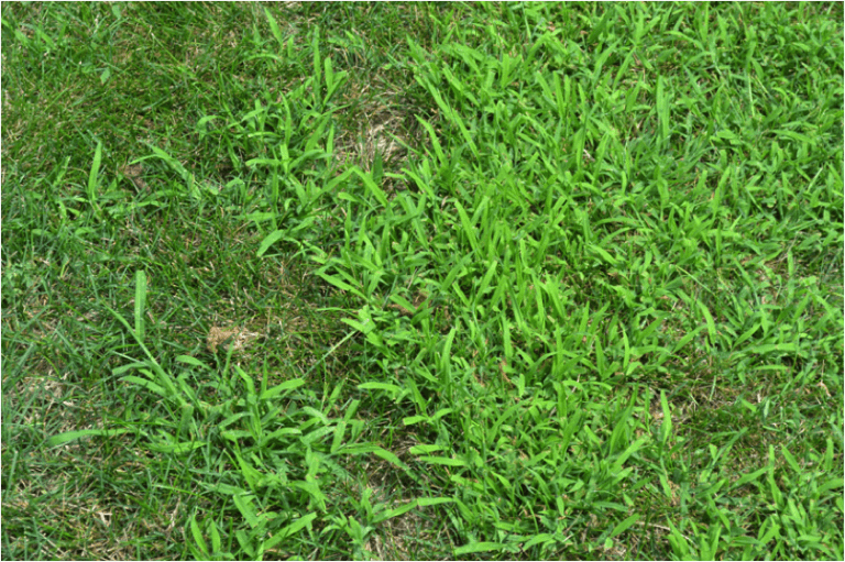 How to Get Rid of Crabgrass: Dealing with Crabgrass 101 - Advanced Turf ...