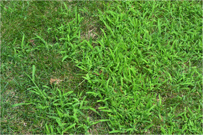 How to Get Rid of Crabgrass: Dealing with Crabgrass 101 - Advanced Turf ...