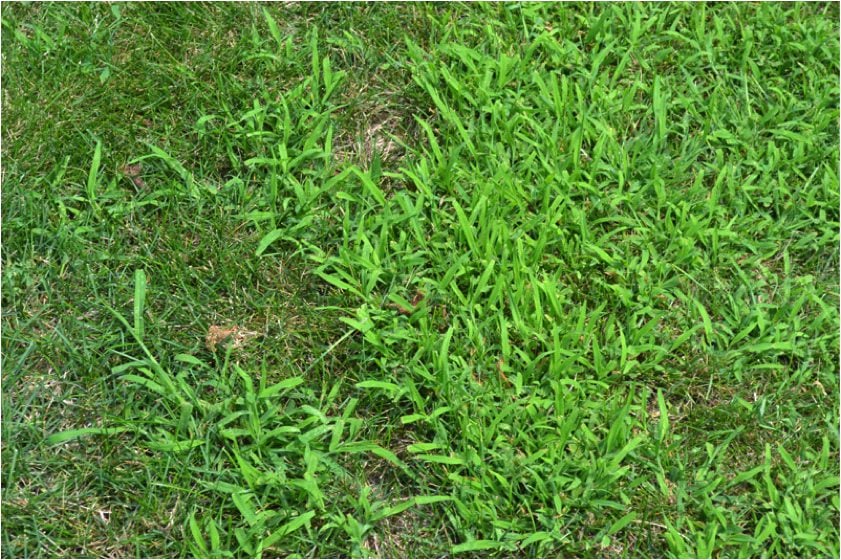 Crabgrass Control and Seeding Strategies for Cool-Season Sports Turf ...