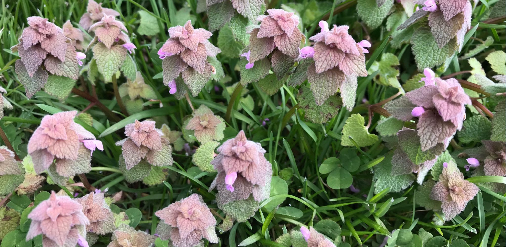 Henbit vs. Purple Deadnettle - Advanced Turf Solutions