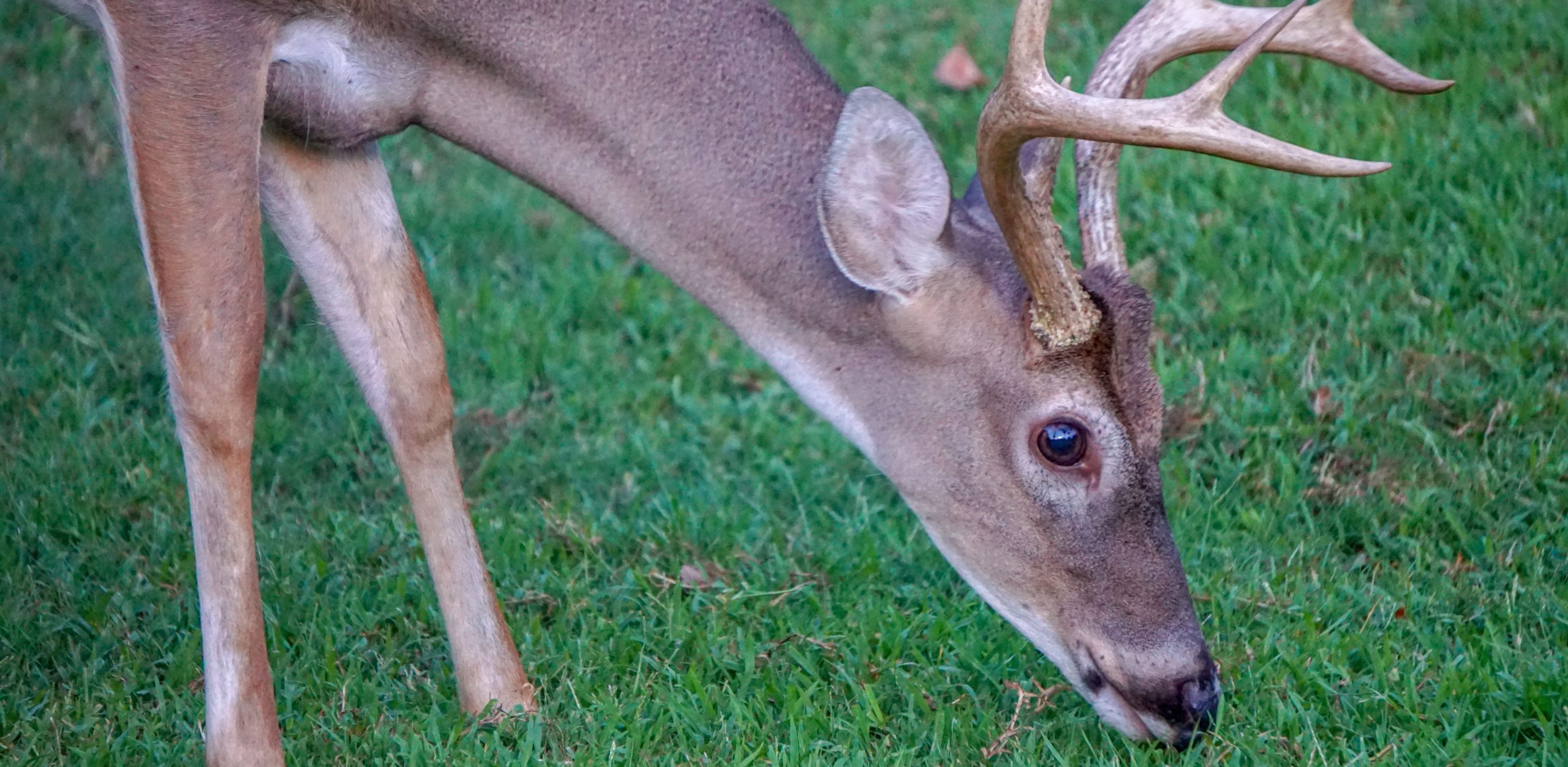Your Guide to Keeping Deer Off Your Turf, Courses, and Sports Fields in ...