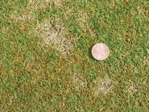 Why Are Brown Spots on My Sports Fields? - Advanced Turf Solutions