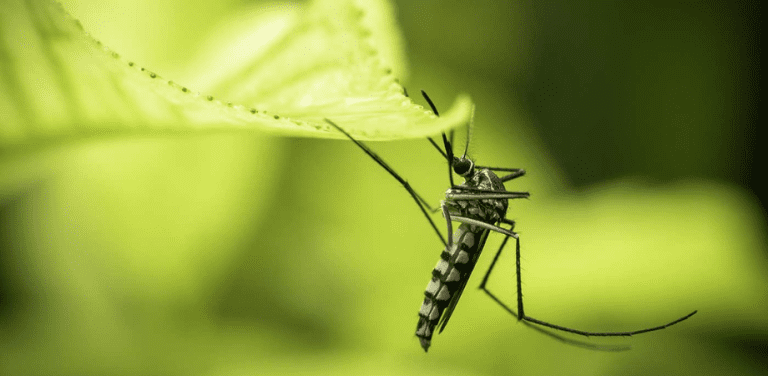 Why To Use EcoVia MT and EC Botanical Insecticides - Advanced Turf ...