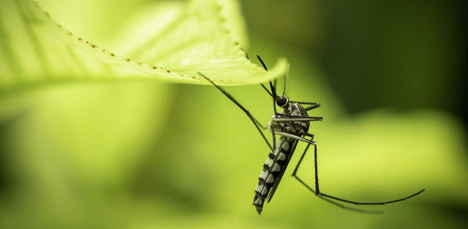 Why To Use EcoVia MT and EC Botanical Insecticides - Advanced Turf ...