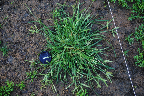 Goosegrass Q&A with Bayer - Advanced Turf Solutions