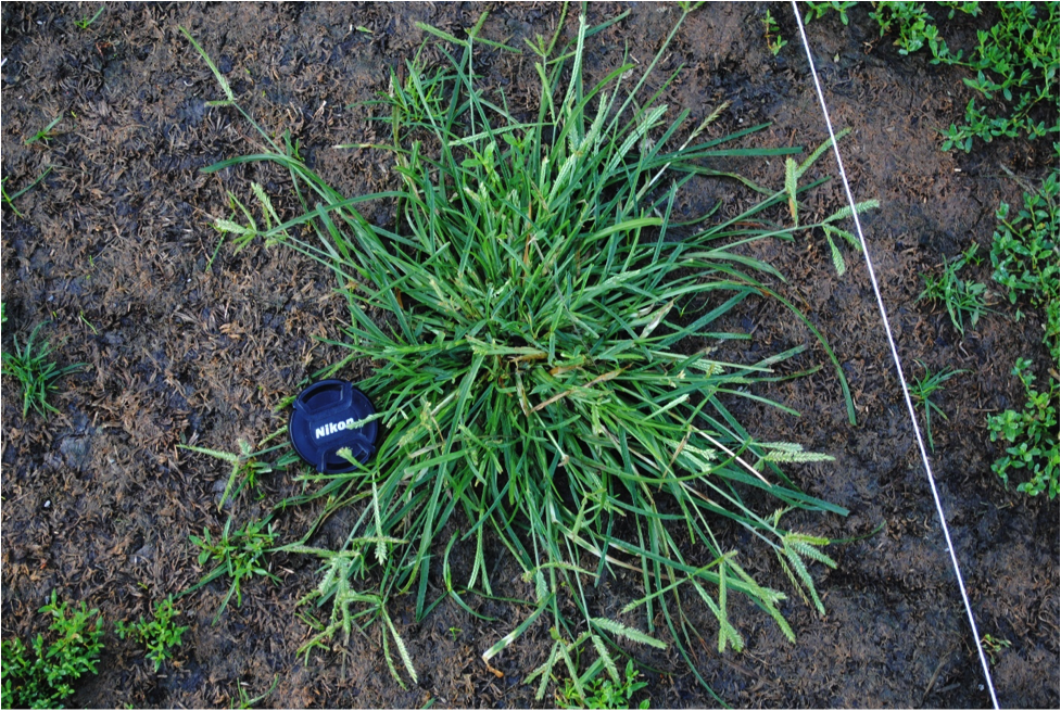 Goosegrass Q&A with Bayer - Advanced Turf Solutions