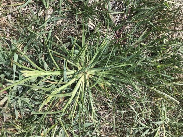 Nutsedge and Goosegrass Control on Sports Fields - Advanced Turf Solutions