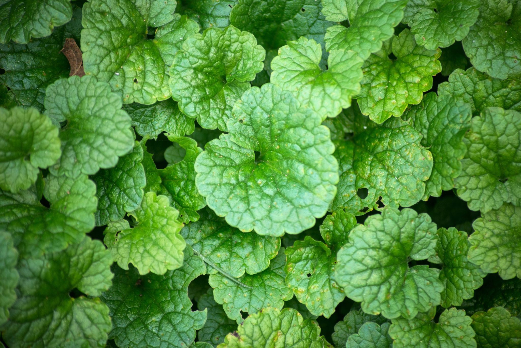 Hard to Kill: Ground Ivy - Advanced Turf Solutions