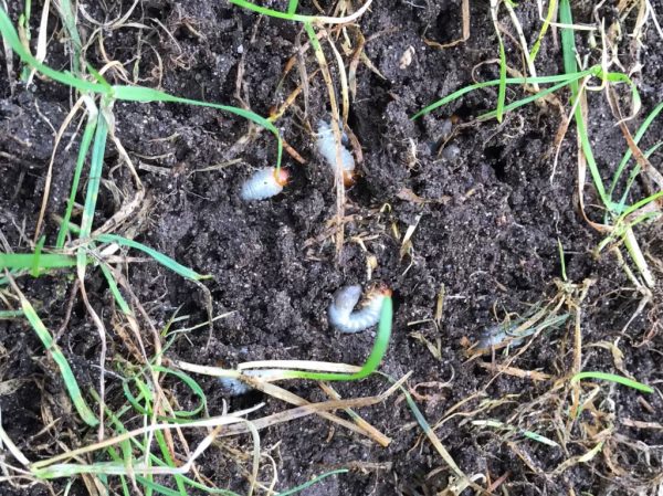 The Best Time to Apply Grub Control Products - Advanced Turf Solutions
