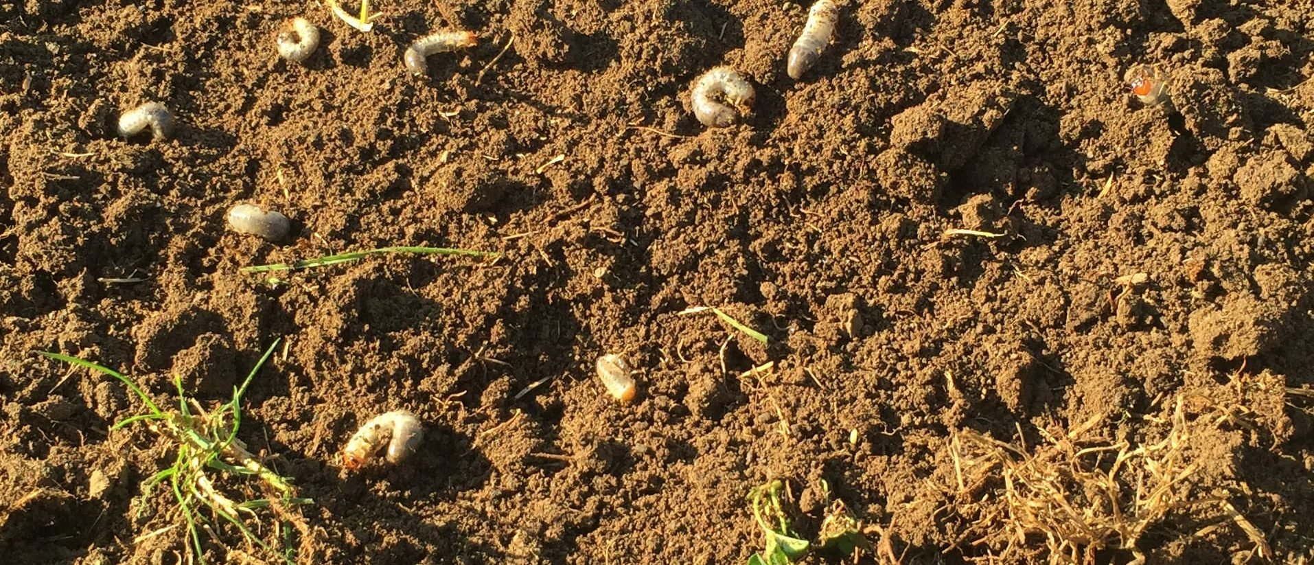 Grub Control Strategies This Summer - Advanced Turf Solutions