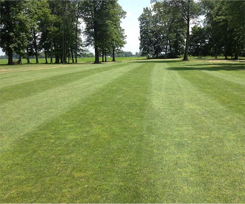How Do I Establish A Newly Seeded Area Quickly - Advanced Turf Solutions