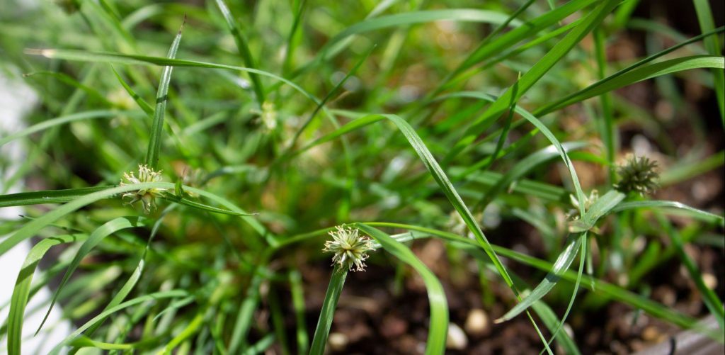 Managing the Difficult to Control Warm-Season Weeds: Kyllinga, Doveweed ...