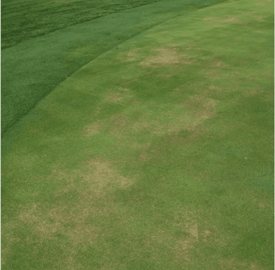 Precision Laboratories Q&A for Localized Dry Spot - Advanced Turf Solutions