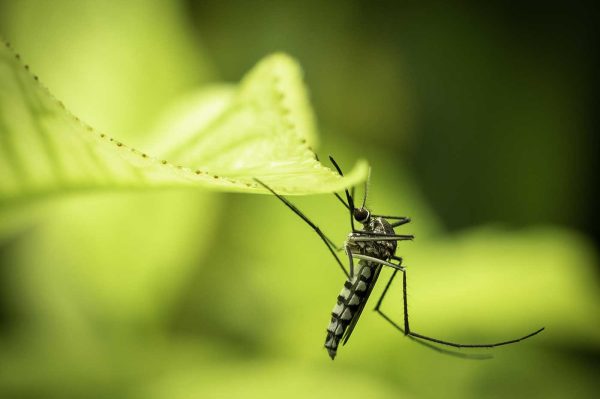 Why to Use EcoVia MT and EC Botanical Insecticides - Advanced Turf ...