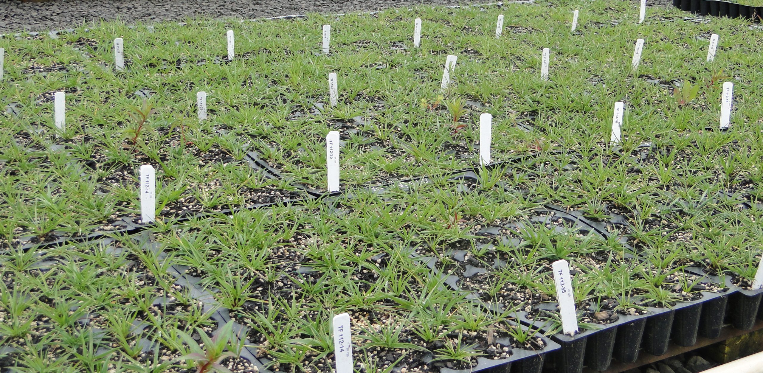 Where Does My Seed Come From? - Advanced Turf Solutions