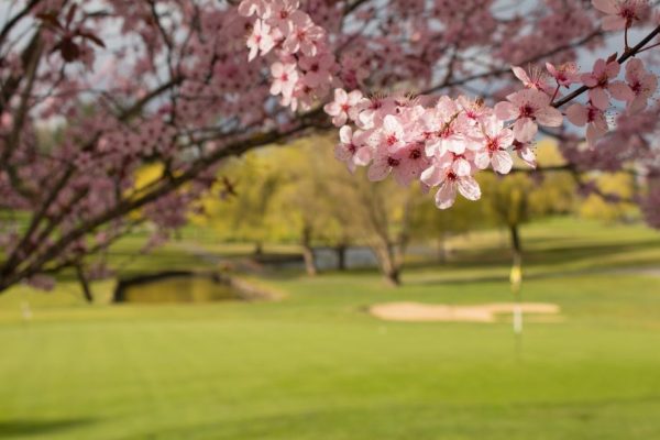 Application Timing With the GDD Tracker - Advanced Turf Solutions