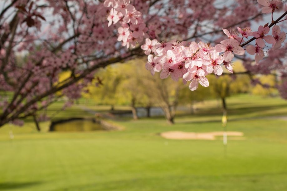 Application Timing With the GDD Tracker - Advanced Turf Solutions