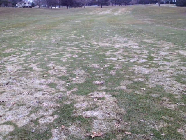 Don't Forget To Treat For Snow Mold This Fall - Advanced Turf Solutions