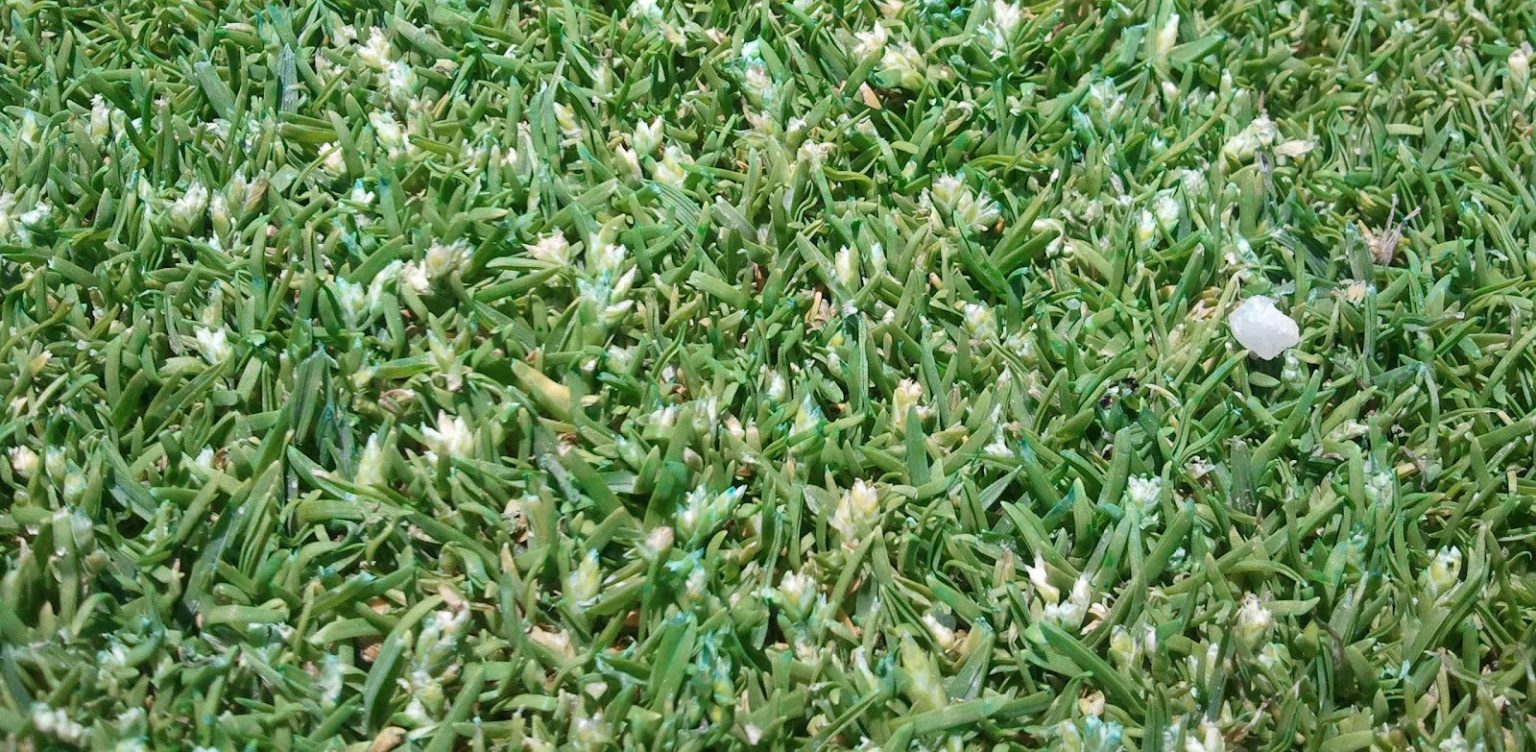 Poa Annua Seedhead Suppression + Snow Mold Control on Cool Season Turf ...