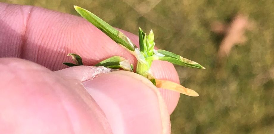 Annual Bluegrass Seedhead Control - Advanced Turf Solutions