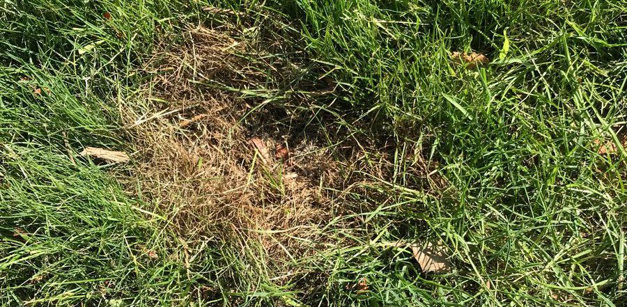 Minimize Pythium and Damping-Off With XCD - Advanced Turf Solutions