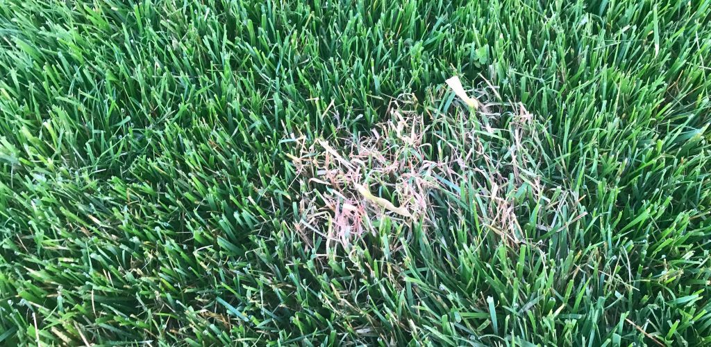 Be Ready for Red Thread - Advanced Turf Solutions