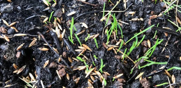 Seeding 101: The Basics of a Successful Seeding - Advanced Turf Solutions