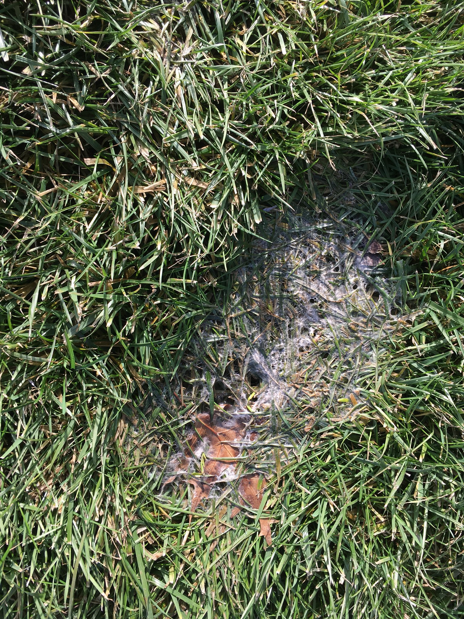 Cultural Practices to Prevent Snow Mold - Advanced Turf Solutions