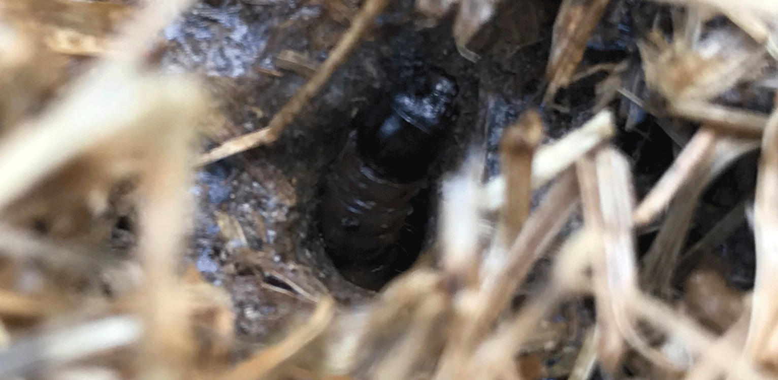 Keep a Look Out for the Second Generation of Sod Webworms - Advanced ...