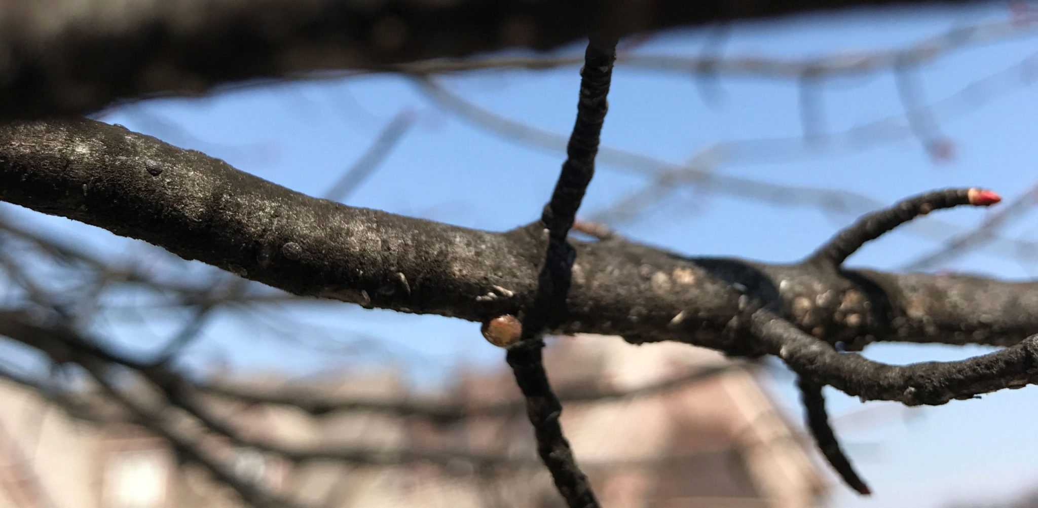 Soft Scale And Other Insects You Should Be Looking Out For - Advanced ...