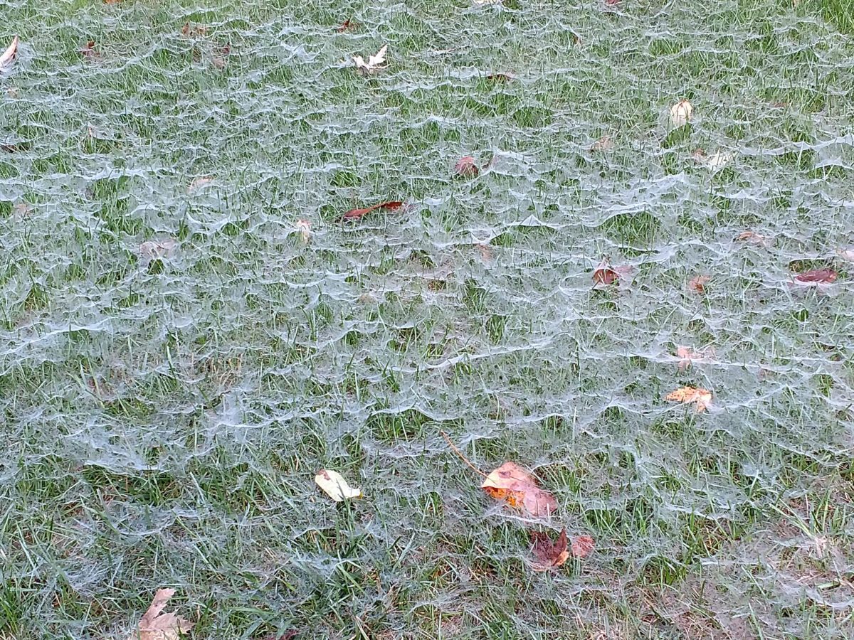 Scary Lawn Issues - Advanced Turf Solutions