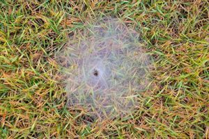 Why Are There Webs on the Lawn? - Advanced Turf Solutions