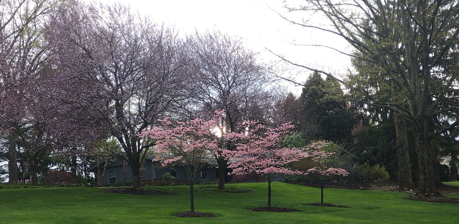 Spring Success with Deep Root Feeding and the Ultimate Ornamental ...