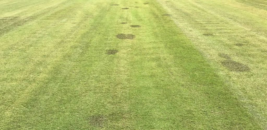 Bermudagrass Killer: Spring Dead Spot - Advanced Turf Solutions