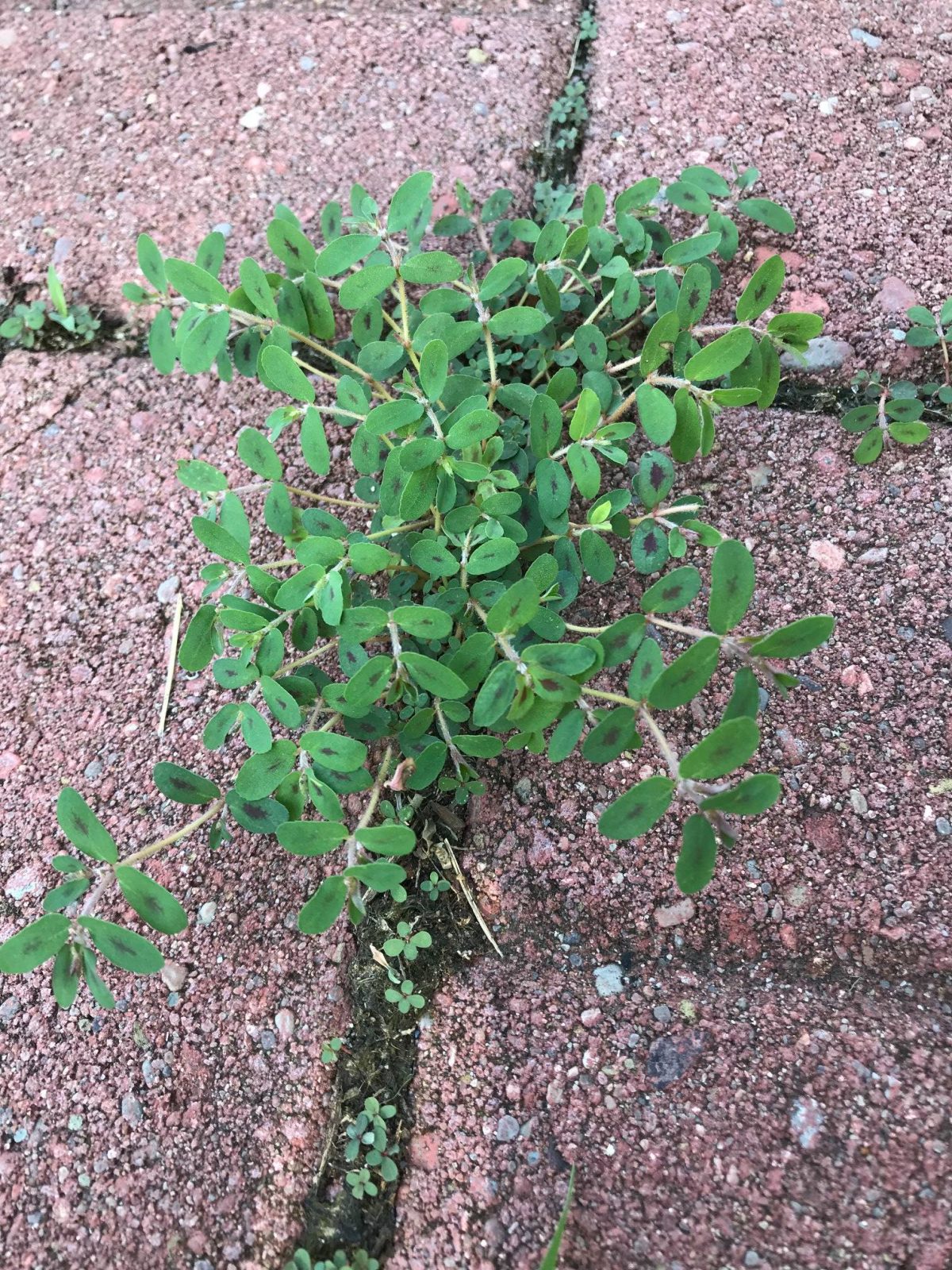 Spotted Spurge Identification and Control - Advanced Turf Solutions