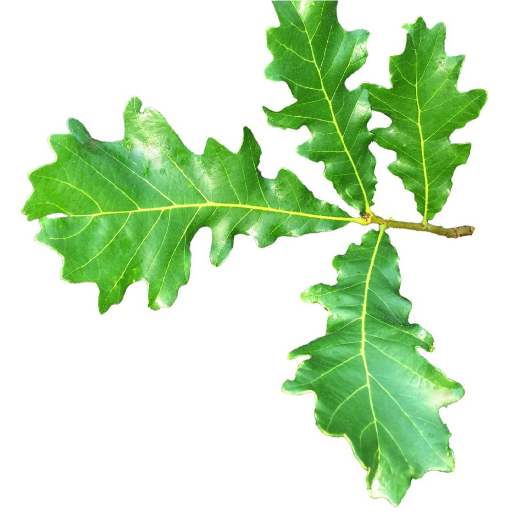 Chlorosis: A Major Issue For Landscape Trees And Plants - Advanced Turf ...