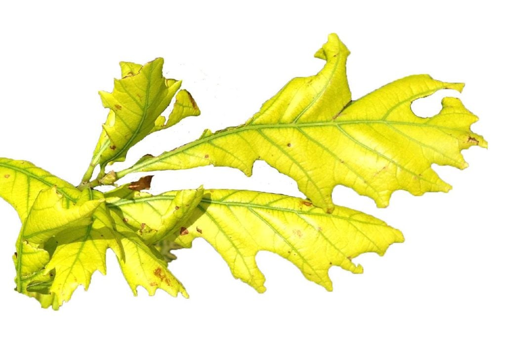 Chlorosis: A Major Issue For Landscape Trees And Plants - Advanced Turf ...