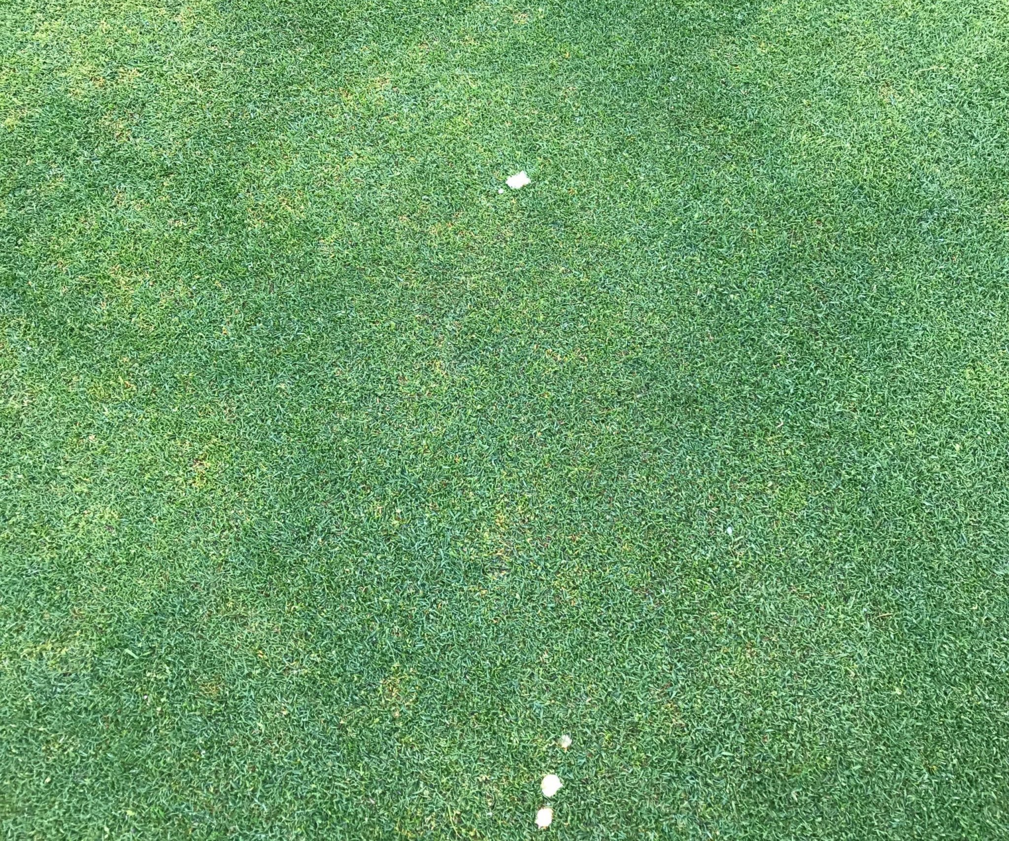 When Fairies Visit Your Putting Greens - Advanced Turf Solutions