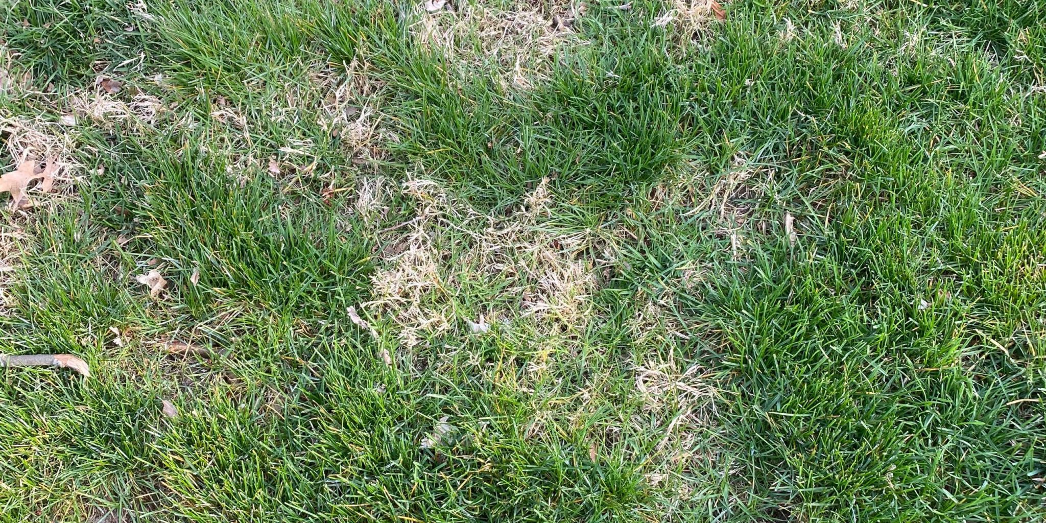 Removing Nimblewill, Bermuda, and Zoysia from Cool-Season Lawns ...
